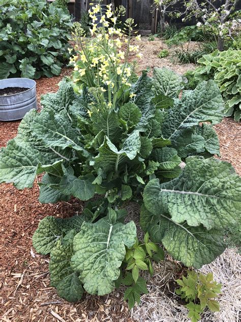 1 Rooted Big Blue Tree Collard Plant Project Tree Collard