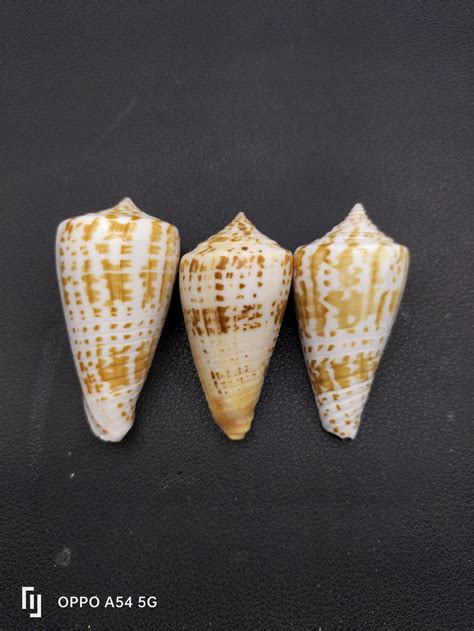 3 X Conus Inscriptus 6376 She Sells Shells