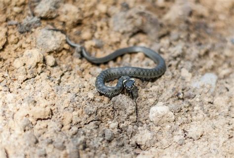 Premium Photo Cub Snake On A Yellow Ground