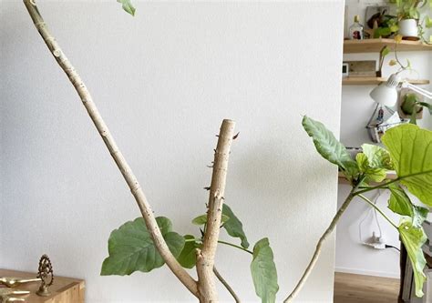 【観葉植物】間延びしたウンベラータを剪定＆挿し木有効活用 しぜんらぼの家づくり