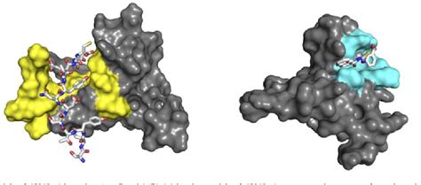 Figure From Peptides And Small Molecules Blocking The Cxcr Cxcl Axis Overcome Bone Marrow