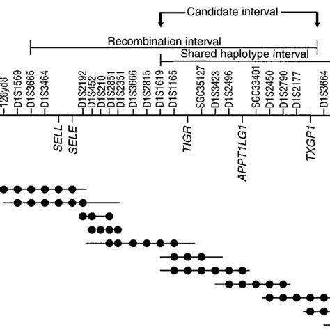 yeast artificial chromosomes composing the minimum tiling path contig