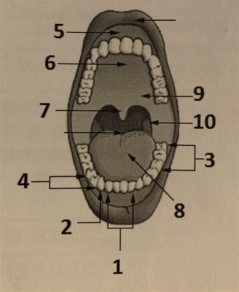 Anatomy Gi 1 Diagram Quizlet