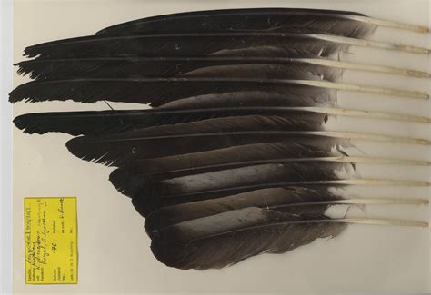 Egyptian Vulture Neophron Percnopterus
