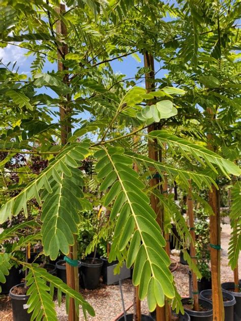 Tipu Tree Tipuana Tipu Treeland Nurseries