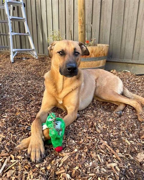 Rhodesian Ridgeback German Shepherd Mix Info Pictures Facts And Faqs