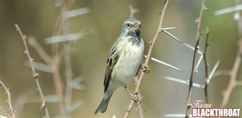 Serinus Atrogularis For Pc How To Install On Windows Pc Mac