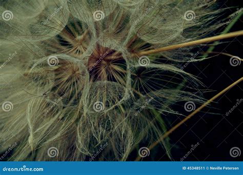 Seed Asteraceae Stock Image Image Of Wind Salsify 45348511