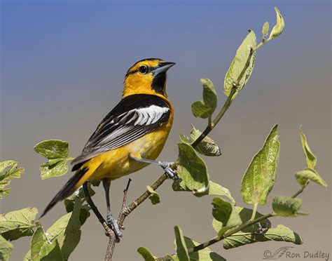 Male Bullocks Oriole Making A Rare For Me Appearance Feathered