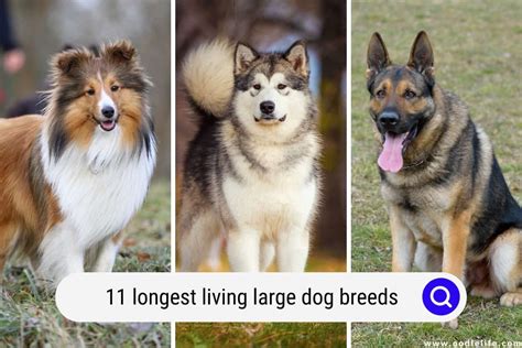 What dog breed has the highest life expectancy
