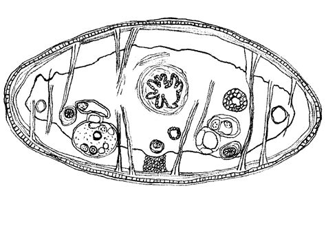 Hirudo Sp · Biodidac