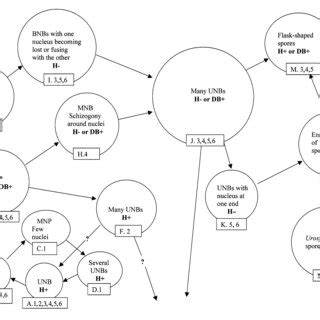 Putative Interrelationship Of Haplosporidians From Molluscs And