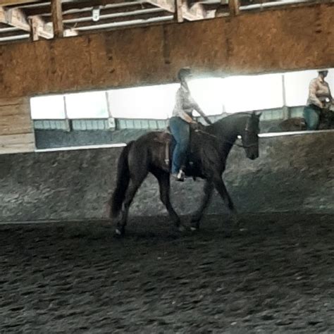 Grant Recipient Brooke Horne Western Dressage Association Of Florida