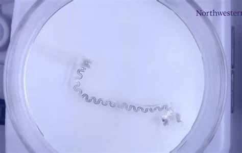 Znanstvenici Stvorili Mini Robota Koji 3d Printa Dijelove Organa Unutar