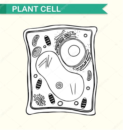 Célula Vegetal Para Colorir Revoeduca