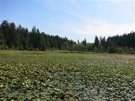 Beaver Lake In Stanley Park Vancouver Bc Canada