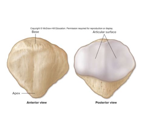 Leg Bones Patella Tibia And Fibula Ppt Lecture Flashcards Quizlet