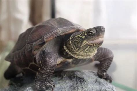 Reeves Turtle Care Guide What To Do What Not