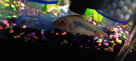 Catfish Identification Raquariums