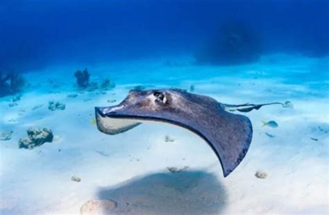 Java Stingaree Officially Declared Extinct Observer The Latest