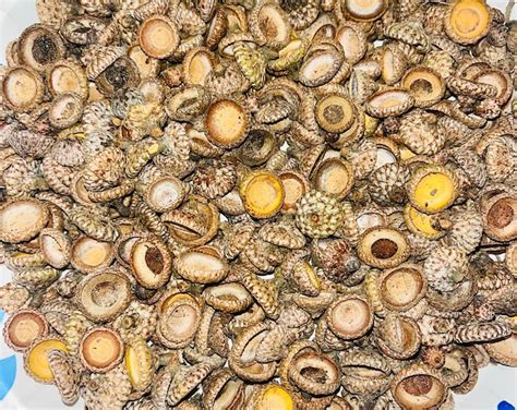 Mini Acorns Young Acorns A Natural Material The Fruits Of The Red