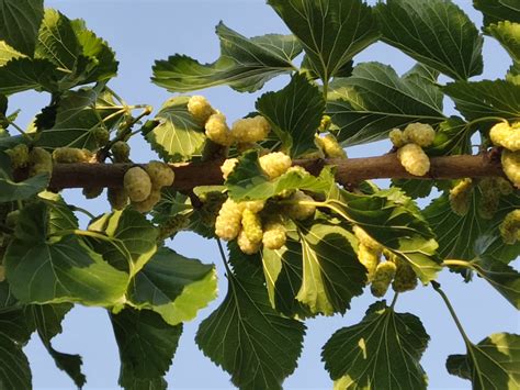 Mulbery By Cengizim3 On Deviantart