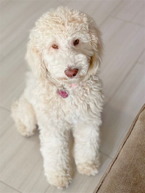 Multigen Goldendoodle The Facts And The Myths