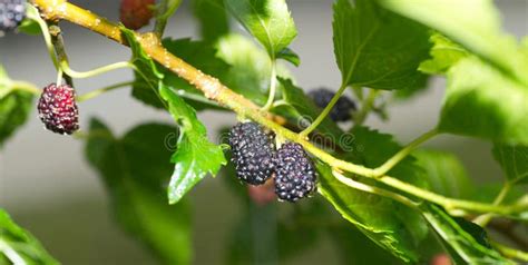 Wild Fresh Black Mulberry Fruit Morus Nigra Growing On The Tree