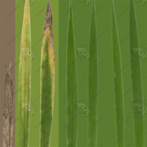 Grass Clump 3d Model 4 Obj 3ds Fbx Max Free3d