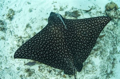Spotted Eagle Ray