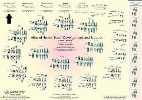 Atlas Of Human Tooth Development And Eruption The Arrow Indicates The