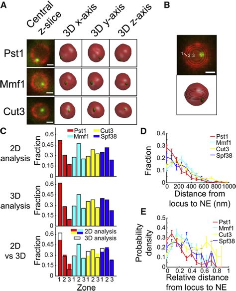 Improved Determination Of Subnuclear Position Enabled By Three Dimensional Membrane