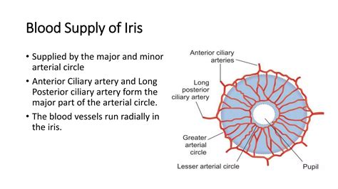Anatomy Physiology And Clinical Aspects Of Irispptx