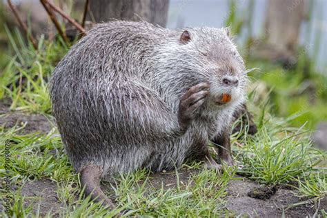Nutria Grey Female Nutria Is Rubbing Close Up Portrait Of Big Adult
