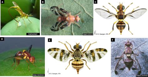 Adults Of Relevant Taxa On Non Eu Tephritidae A Female Anastrepha Download Scientific