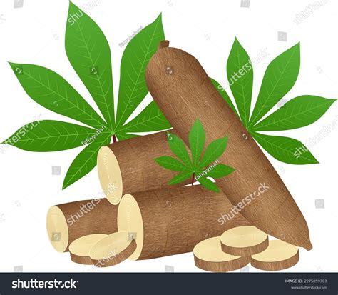 Cassava Tree Plant Cassava Rhizomes Isolated Stock Vector Royalty Free
