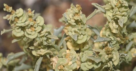 Atriplex Quinii