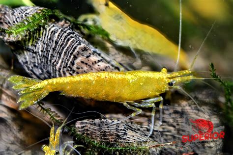 Yellow Goldenback Shrimp Superior Shrimp And Aquatics