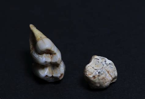 Monkey Fossils Point To A Warmer Ancient World Nerds Unbound