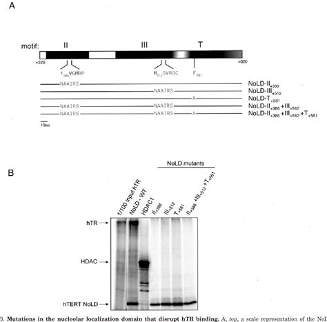 Figure 3 From The Nucleolar Localization Domain Of The Catalytic