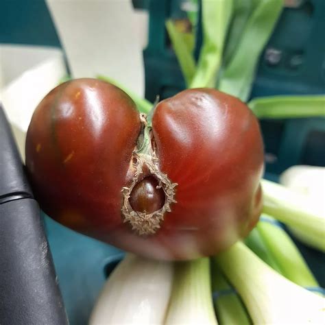 M S Tomato That Looks Like Genitalia Too Rude To Sell Daily Star
