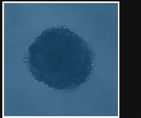 segmentationdataloaders show batch not showing mask in other color fastai dev fast ai course