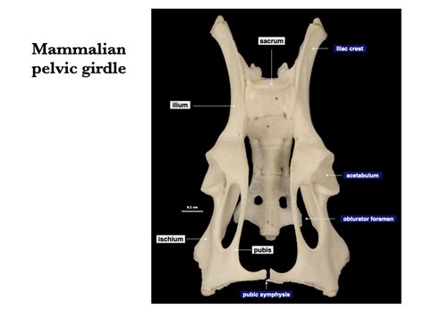Labeled Pelvic Girdle