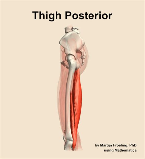 Posterior Thigh Muscles