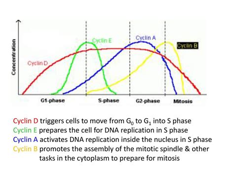 Consisting Of Interphase Mitotic Phase And Cytokinesis Ppt Download