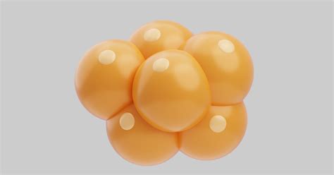 Cell Aggregate Embryo Blastomere 3d Incl Aggregate And Blastomere Envato