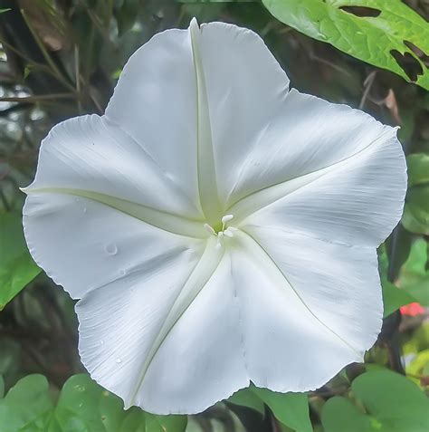 The Observant Gardener Be Patient With Moonflowers The Laurel Of