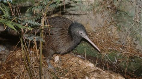 North Island Brown Kiwi Save The Kiwi