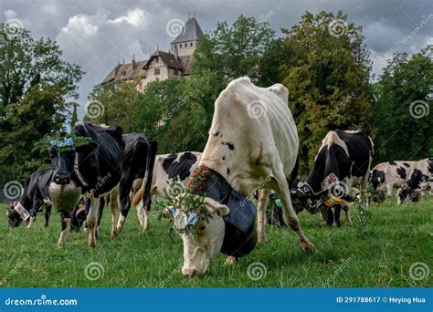 Swiss Cows Decorated With Flowers And Cowbell Desalpes Ceremony In