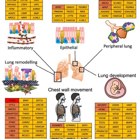 Summary Of Lung Function Biology Genes Implicated By 3 Or More